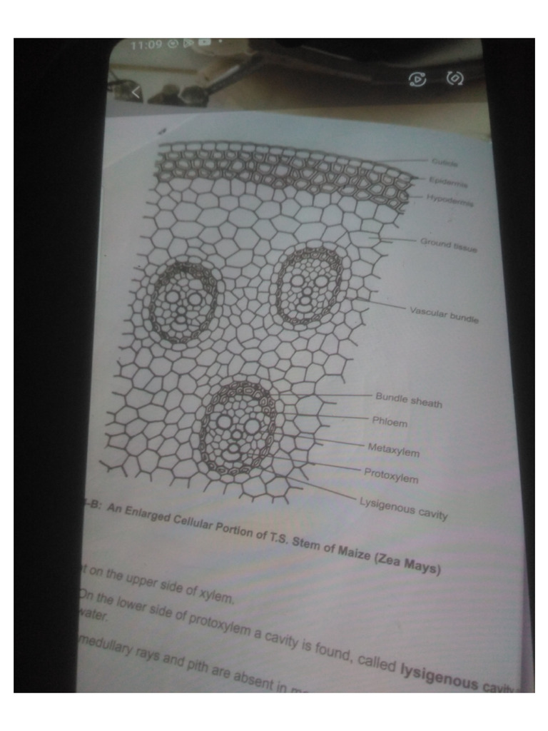 Stem of Maize Dicot | PDF