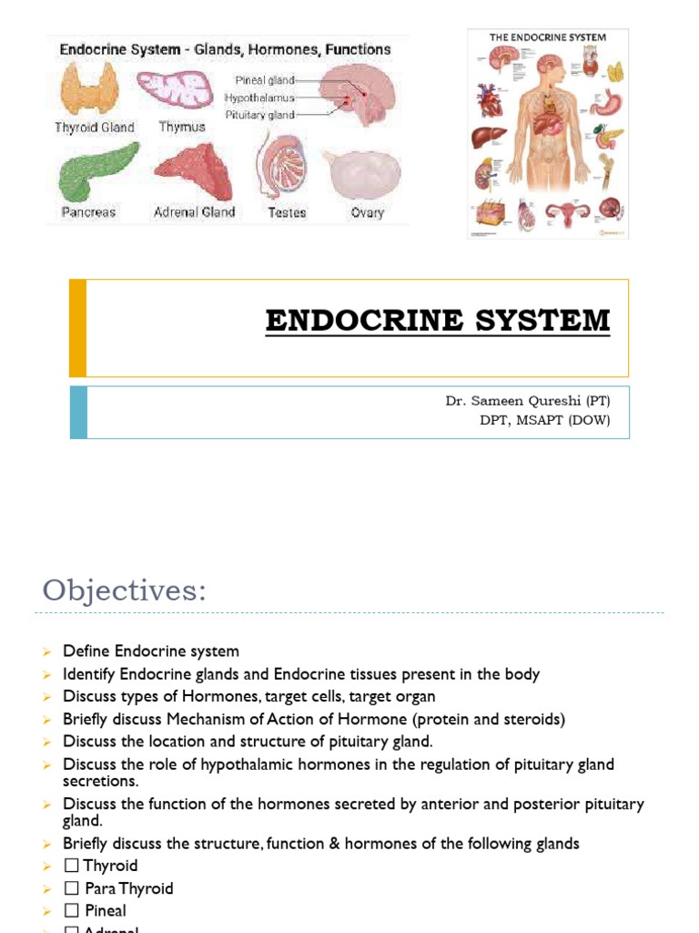 endocrine system-2 | PDF | Endocrine System | Adrenal Gland