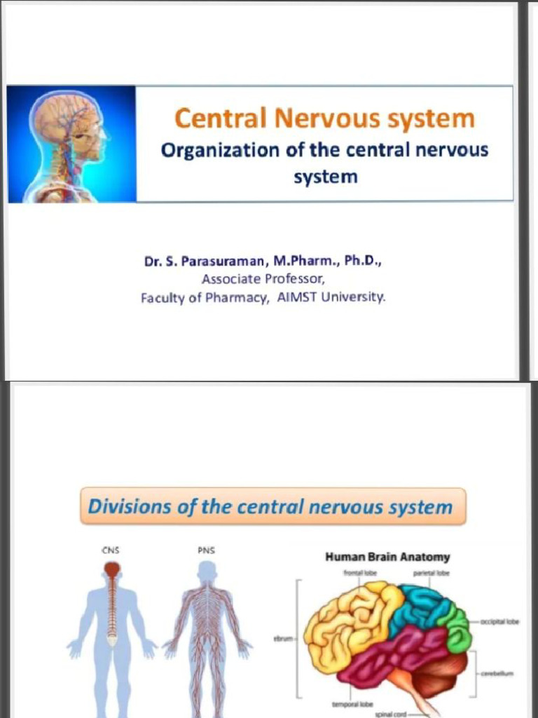 Central Nervous System-1 | PDF