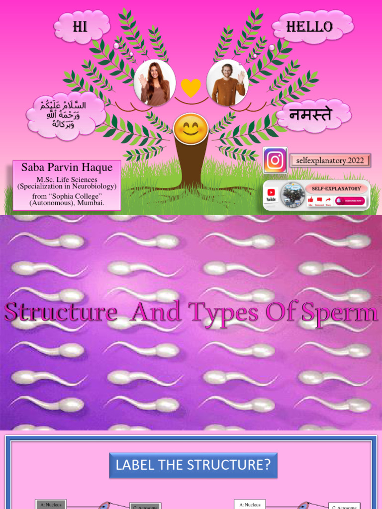 Structure of Sperm / Spermatozoon | PDF | Sperm | Biology