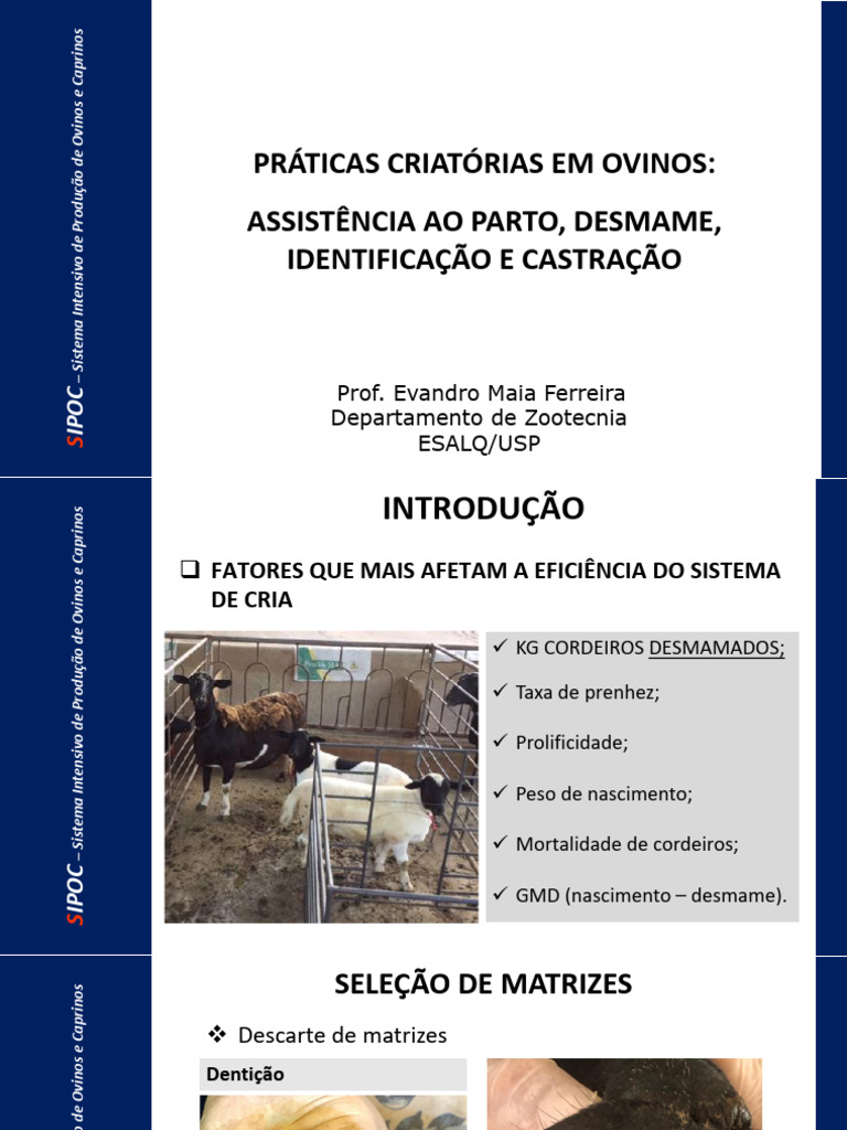 Manejo e Cuidados em Ovinocultura | PDF | Ovelhas | Parto