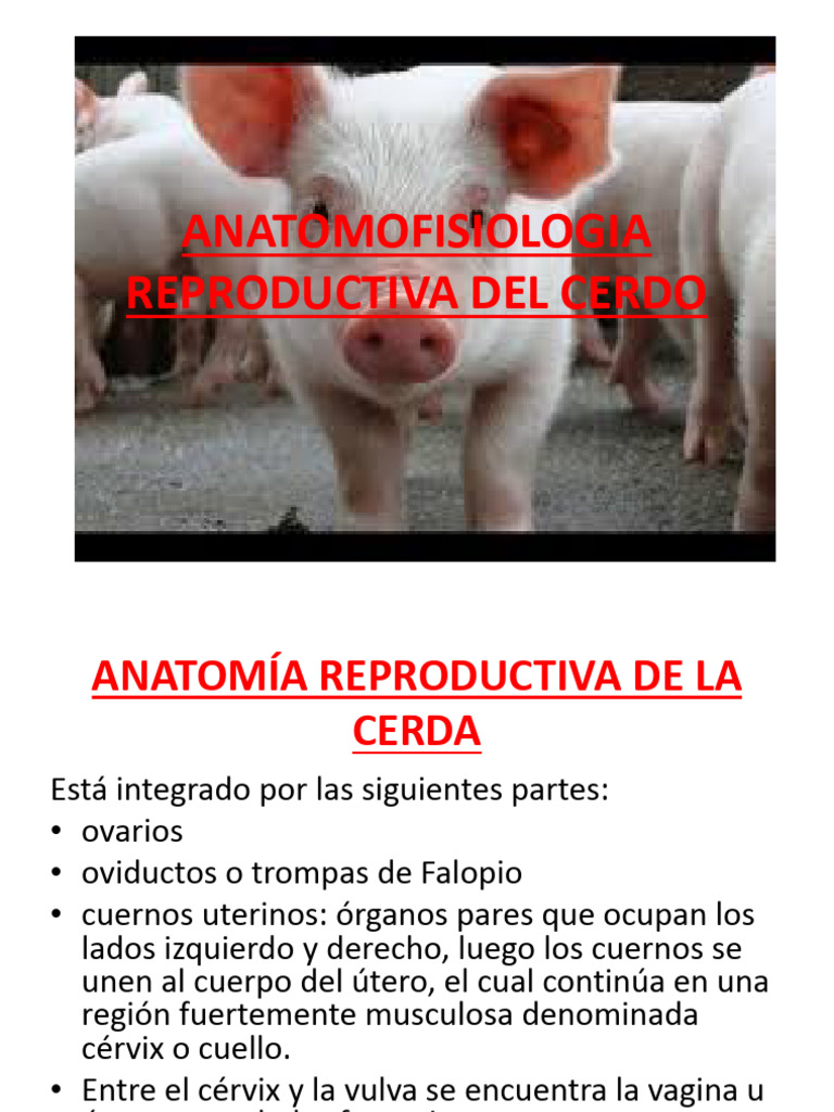Anatomofisiologia Reproductiva Del Cerdo | Descargar gratis PDF ...
