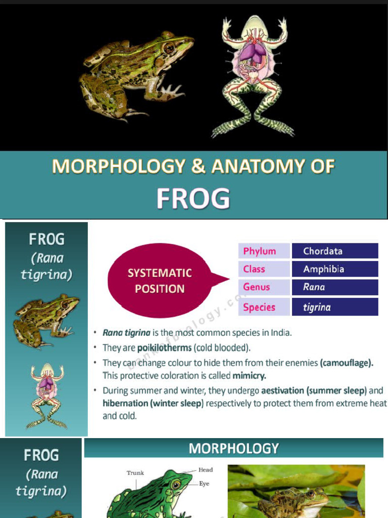 Frog | PDF