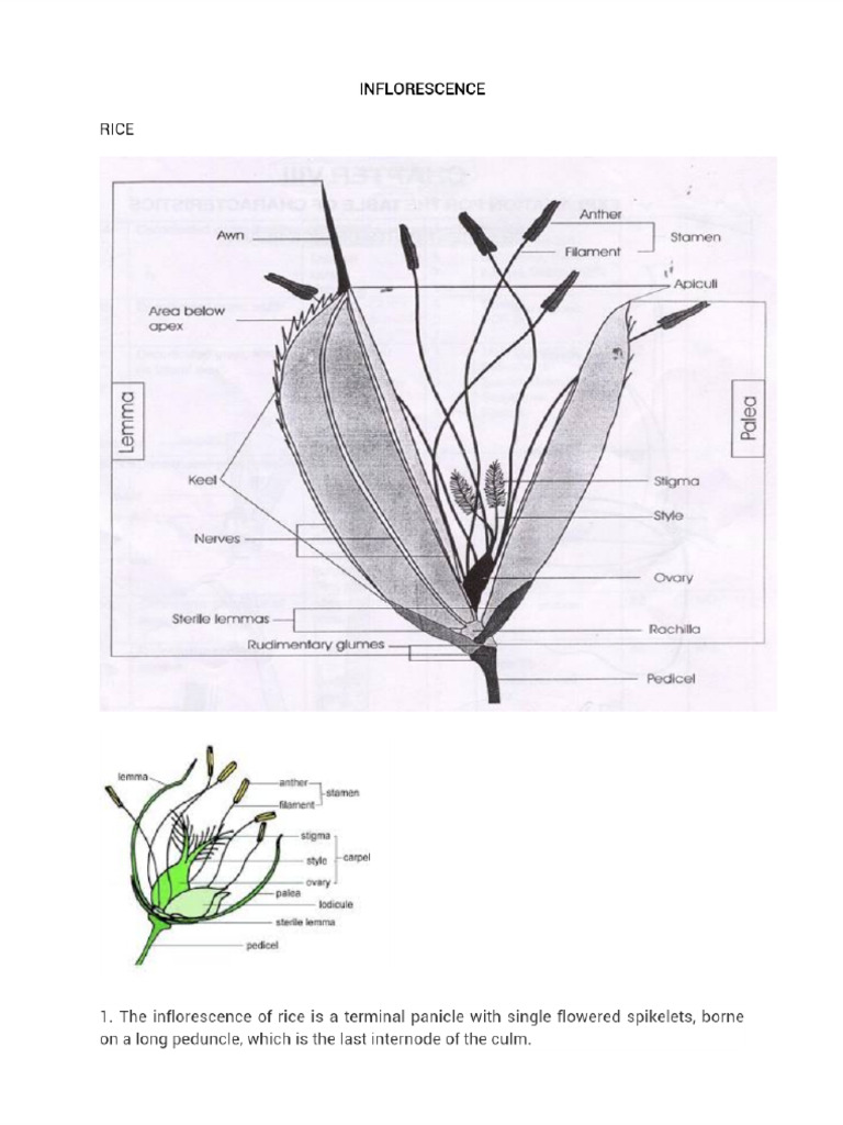 Floral Biology-Rough | PDF