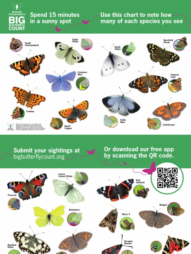 Butterfly Id Sheet England | PDF