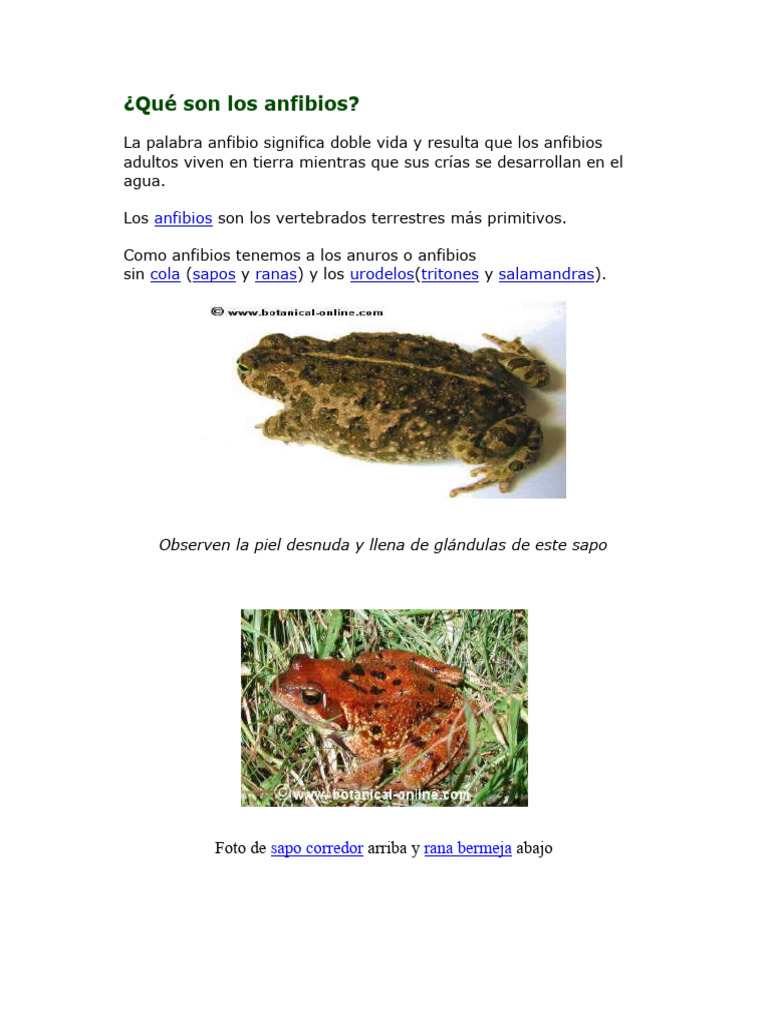 Qué Son Los Anfibios | PDF | Anfibio | Rana