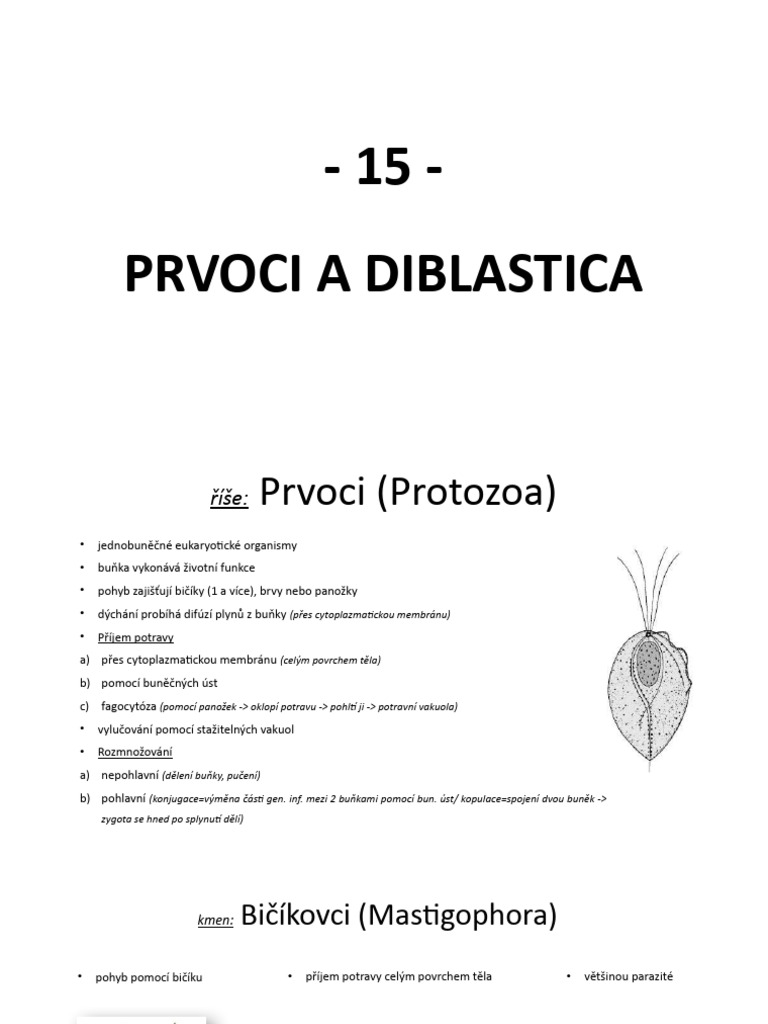 Prvoci A Diblastica | PDF