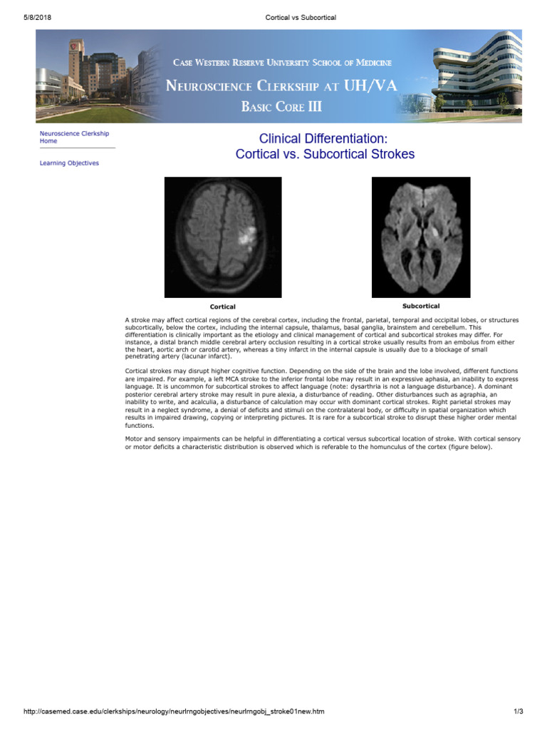 Cortical Vs Subcortical 2018 | PDF | Cerebral Cortex | Parietal Lobe