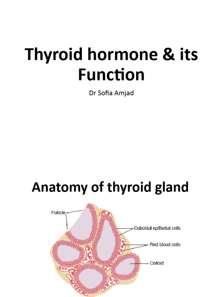 Thyroid Hormones: Functions & Regulation | PDF | Thyroid | Hormone