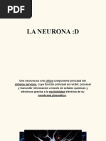 Neurona y Sus Partes Dibujo | PDF | Axon | Neurona