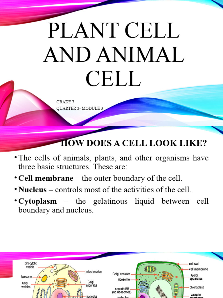 Plant Cell and Animal Cell - 1 | PDF | Cell (Biology) | Cell Nucleus