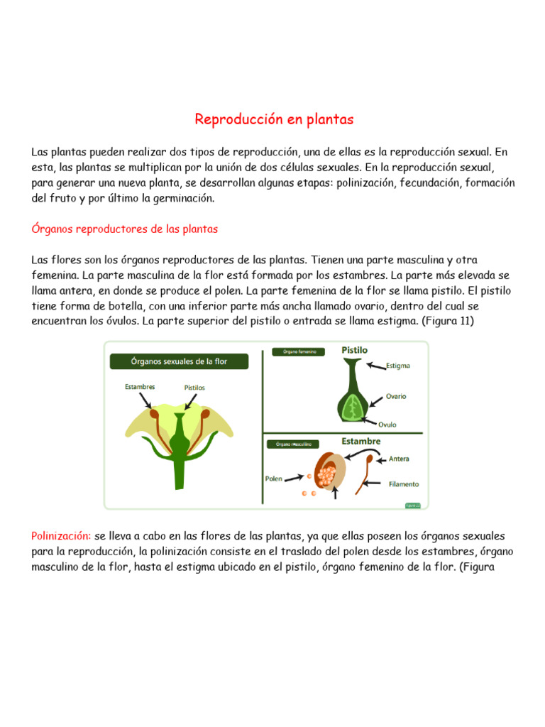Reproduccion en Las Plantas | PDF | Flores | Tallo de la planta