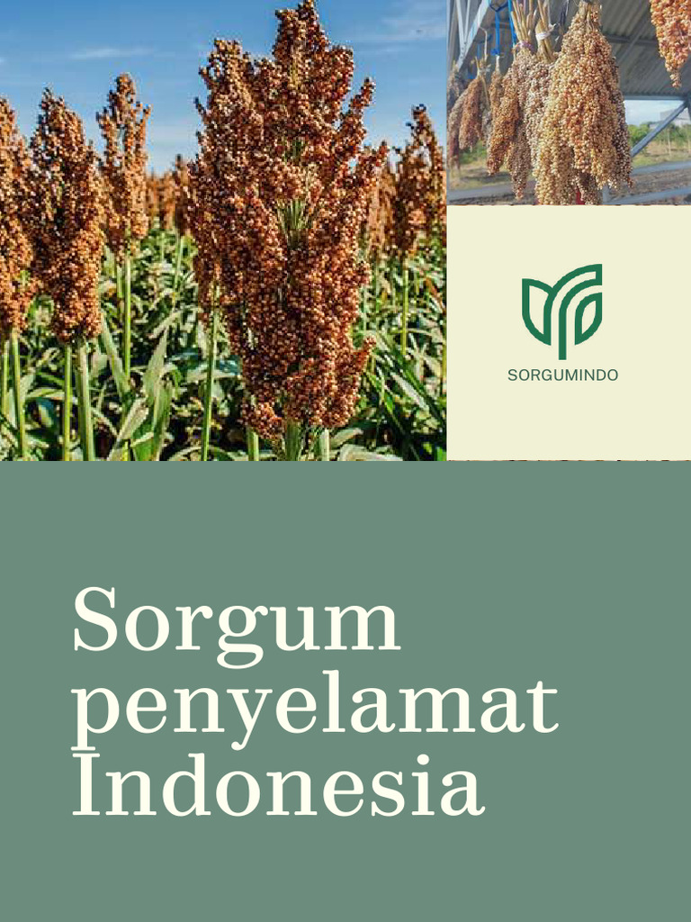 Budidaya Sorgum | PDF | Kesehatan Holistik