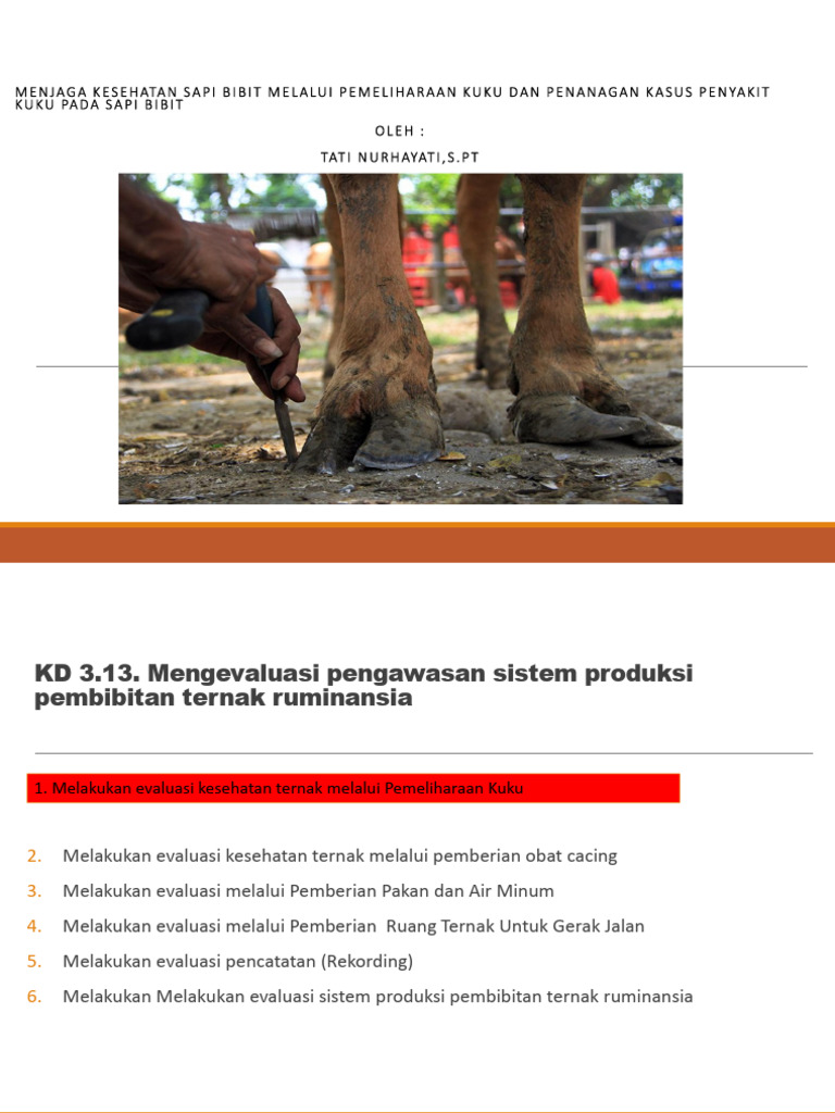 Pemeliharaan Kuku Sapi Bibit yang Sehat | PDF