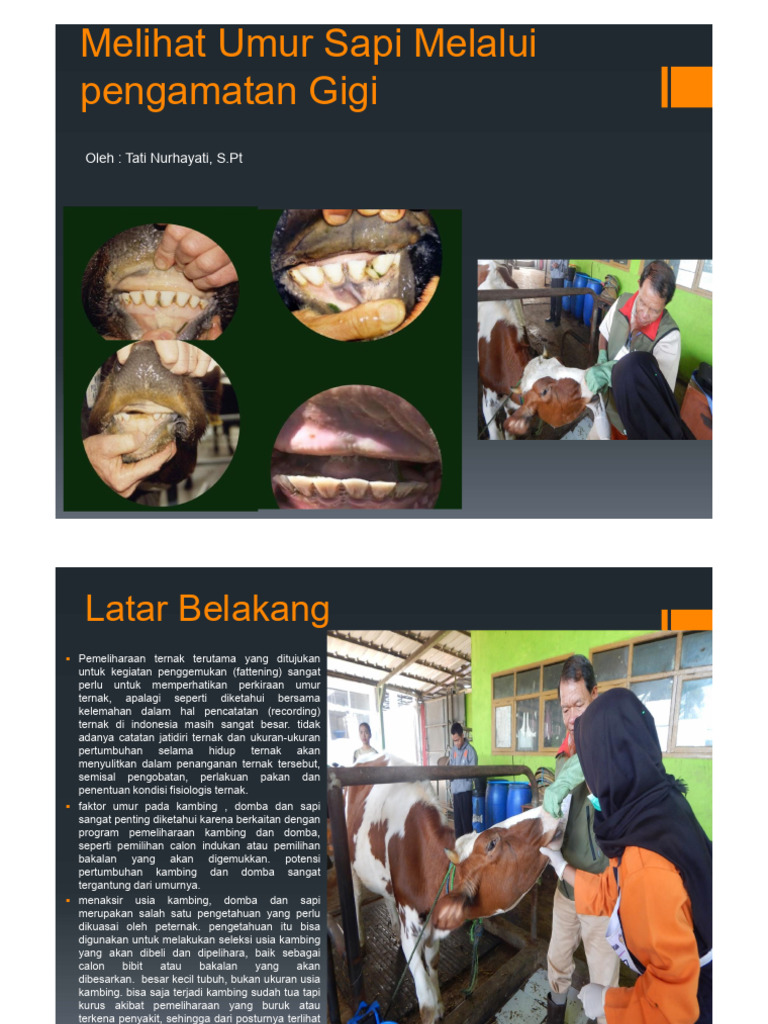 Menentukan Umur Sapi dari Gigi | PDF
