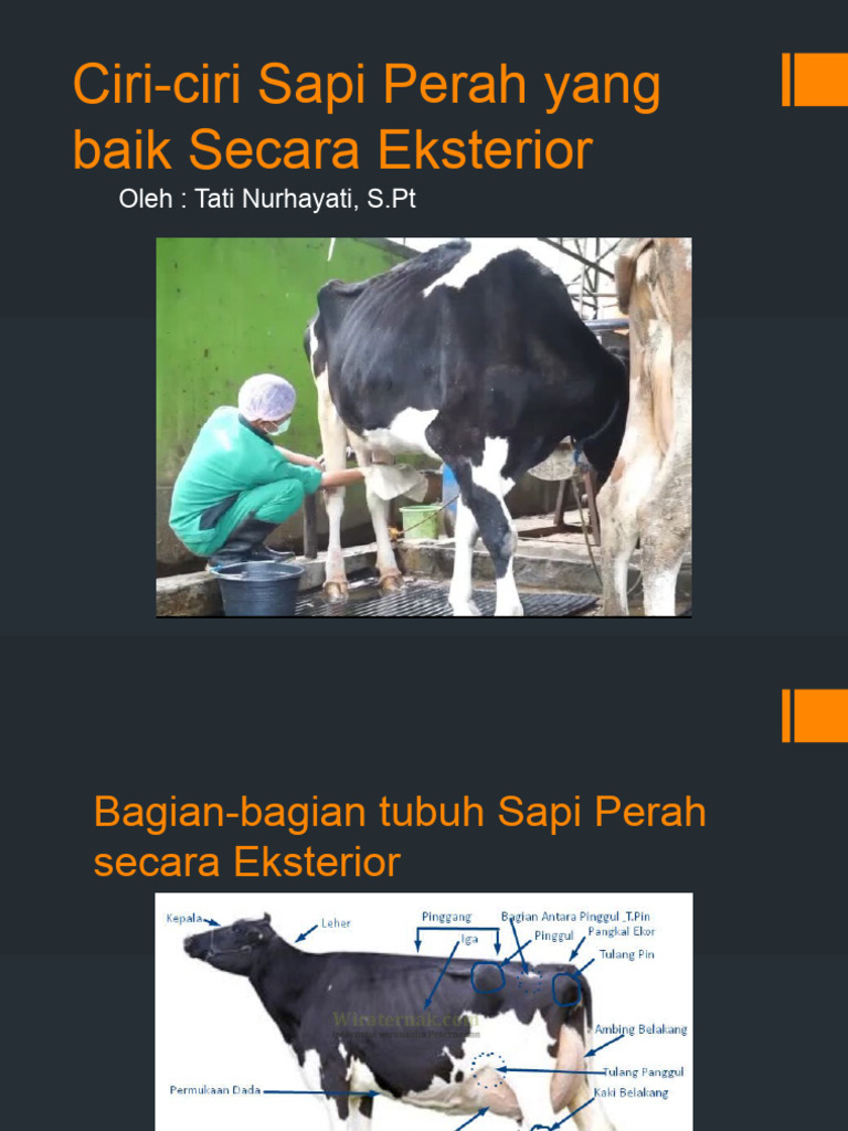 Ciri-Ciri Sapi Perah Yang Baik Secara Eksterior | PDF