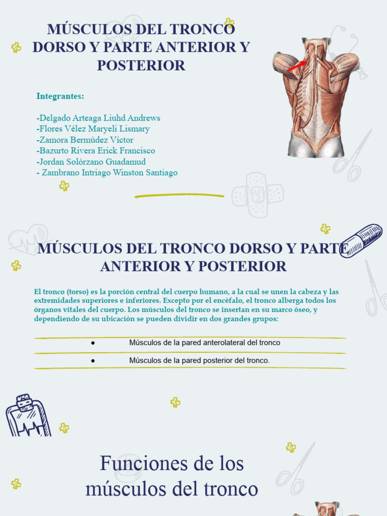 Músculos Del Tronco Dorso y Parte Anterior y Posterior | PDF | Abdomen ...