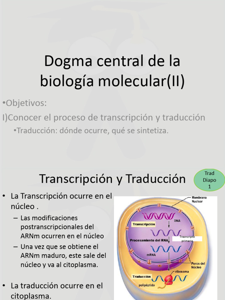 02 Traducción | PDF | Traducción (biología) | Codigo genetico