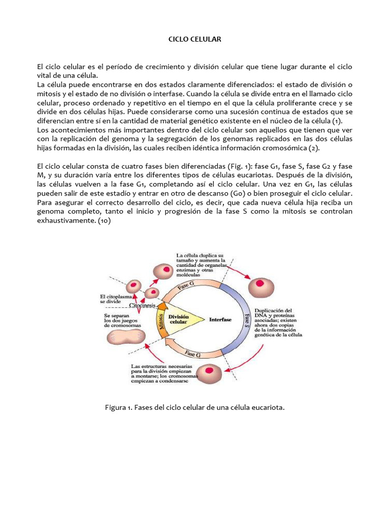 Ciclo Celular | PDF | Biología Celular | Ciclo celular