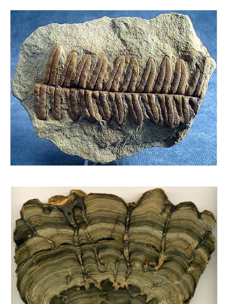 Fossils | PDF