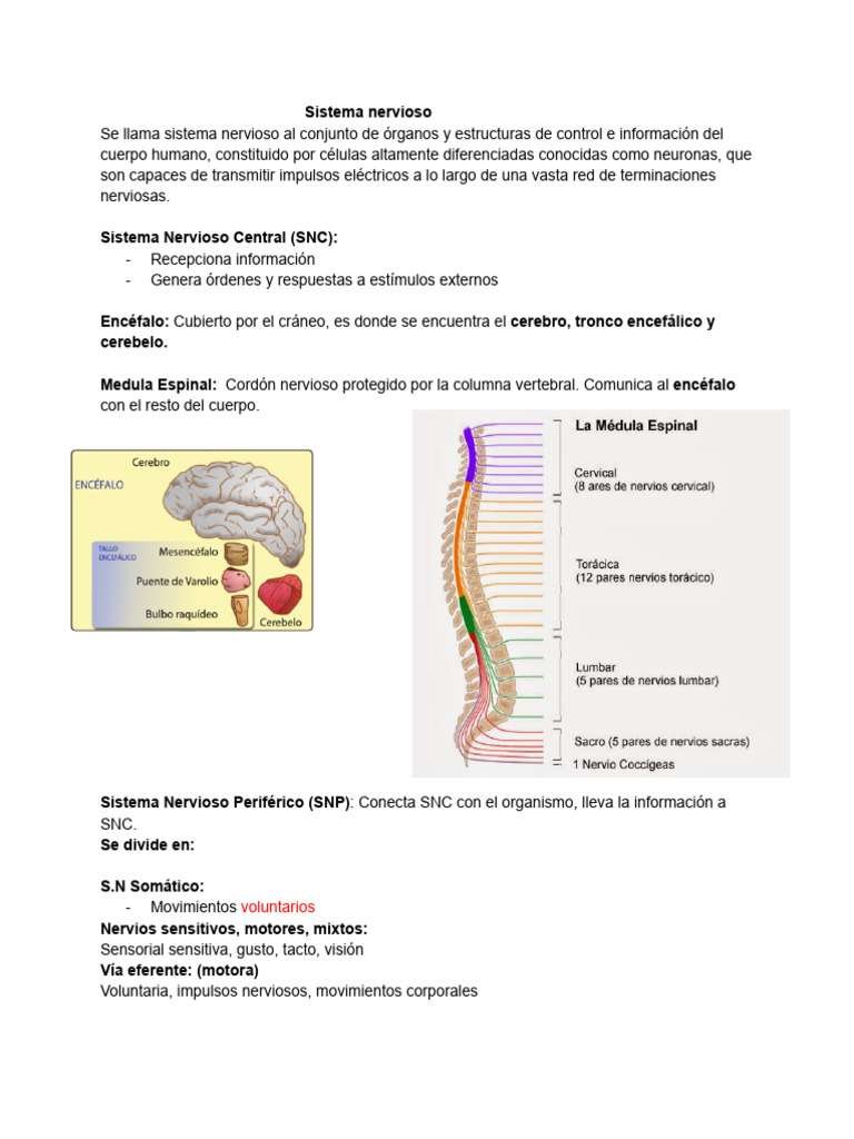 Resumen Prueba Sistema Nervioso 12.6.24 | PDF | Sistema nervioso | Neurona Resumen Prueba Sistema Nervioso 12.6.24 | PDF | Sistema nervioso | Neurona