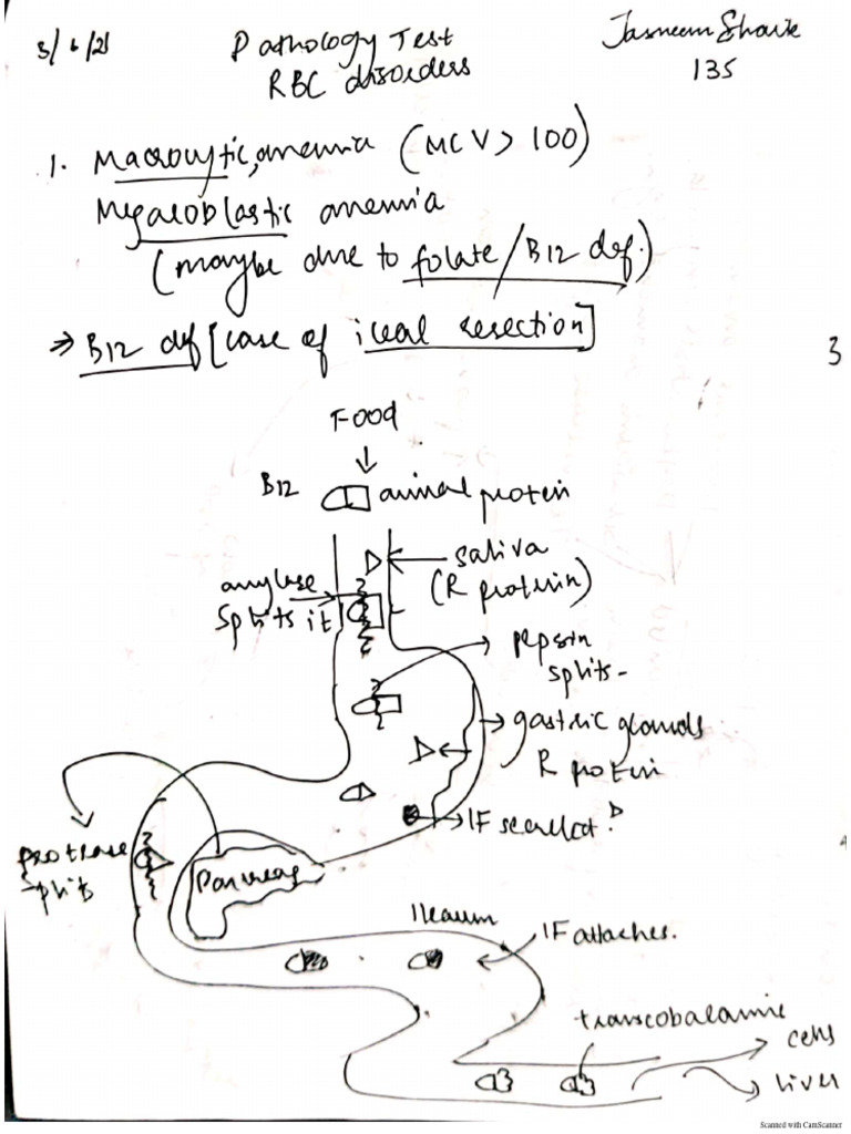 pathology mbbs hematology notes RBC disorders | PDF