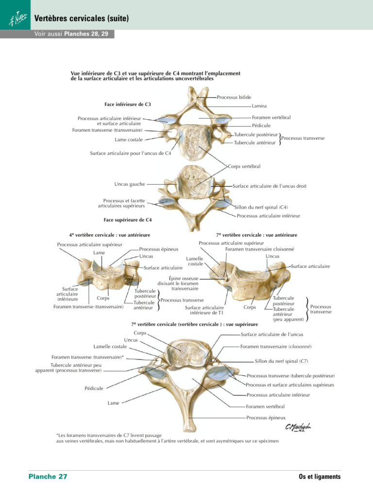 Anatomie des vertèbres cervicales | PDF | Vertèbre | Anatomie humaine