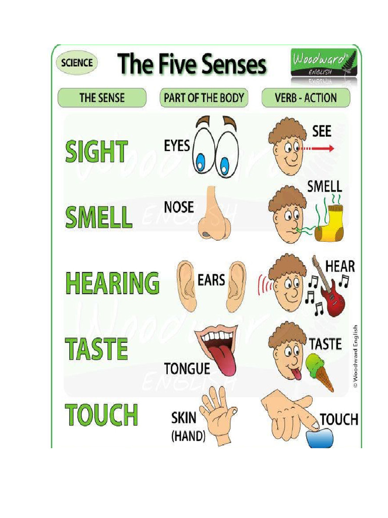 PS Worksheet Five Senses | PDF