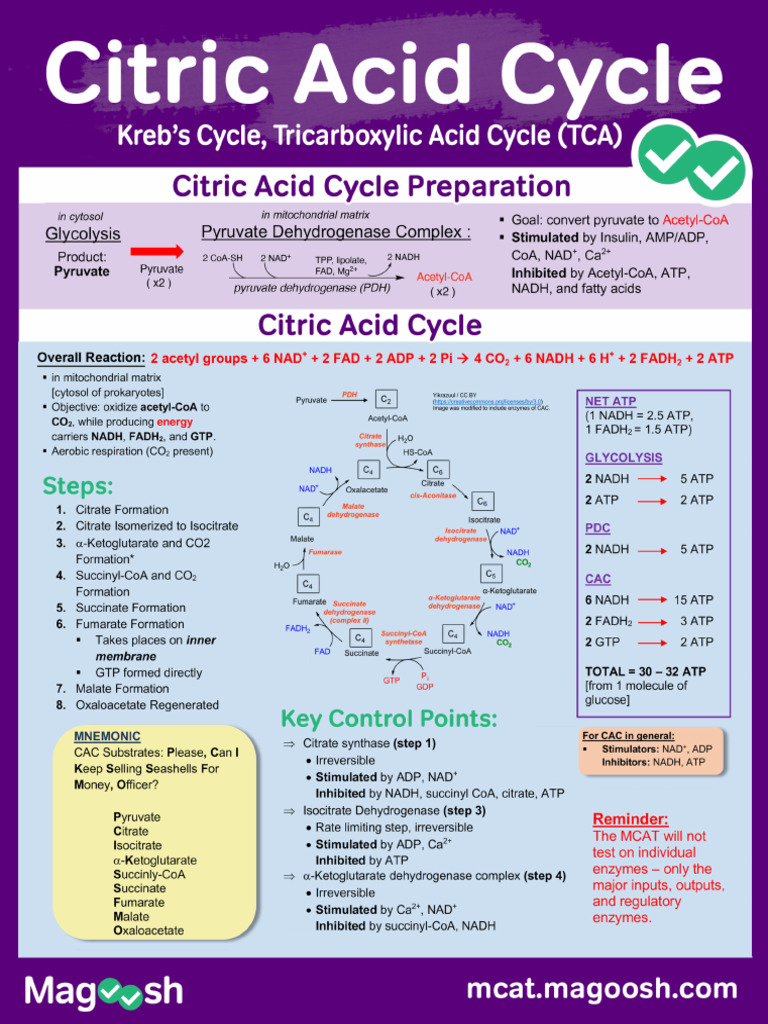 Citric Acid Cycle | PDF