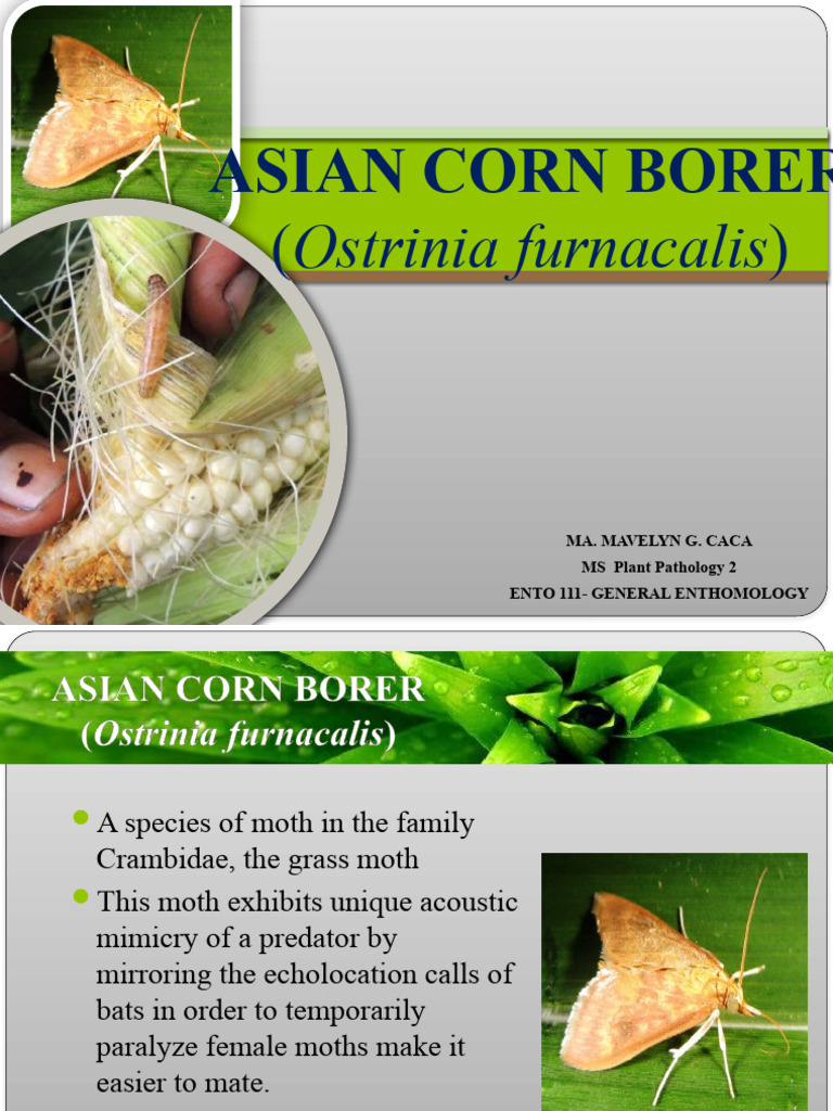 Asian Corn Borer (Ostrinia furnacalis) | PDF | Insects | Insects And Humans