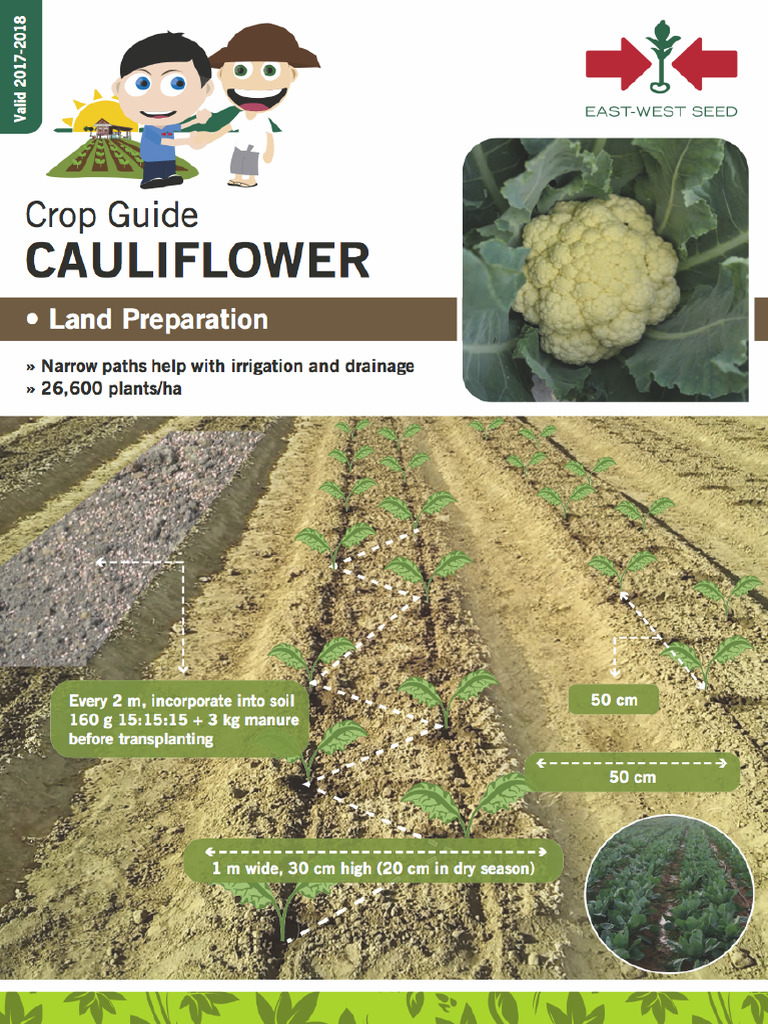 Cauliflower | PDF