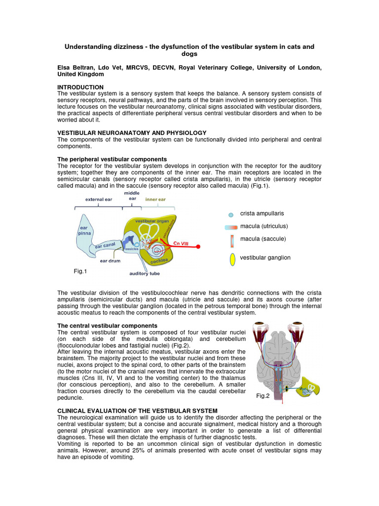 Vestibular Disease | PDF | Vestibular System | Cerebellum