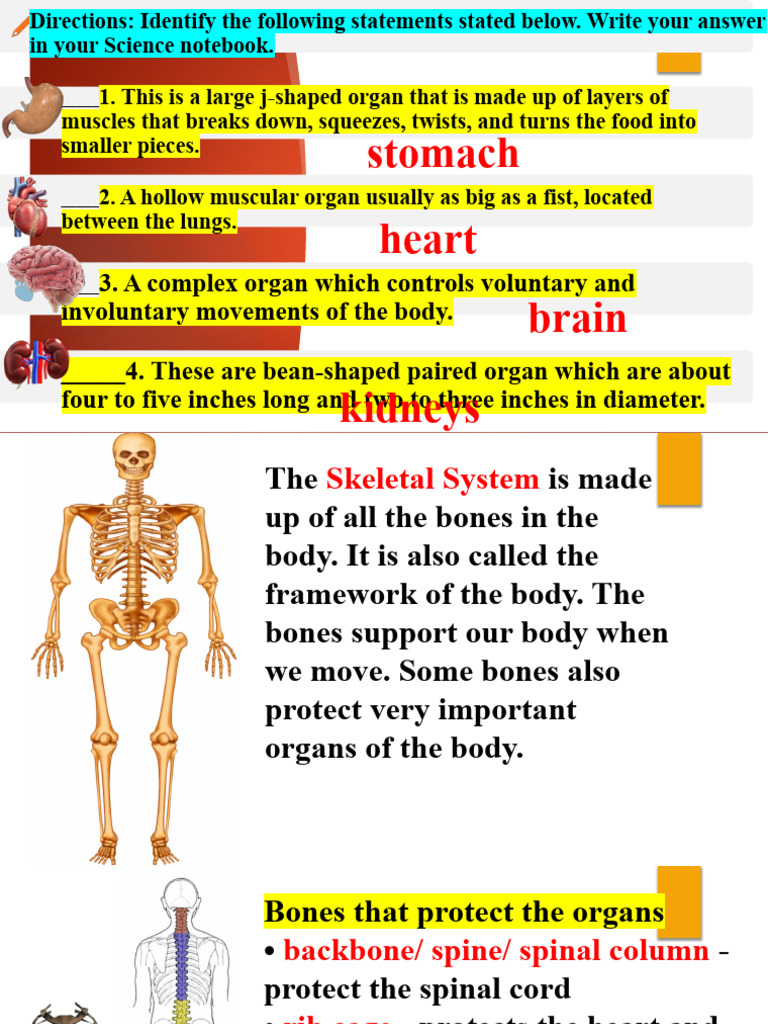 How The Major Organs Work Together Science 4 Quarter 2 | PDF ...