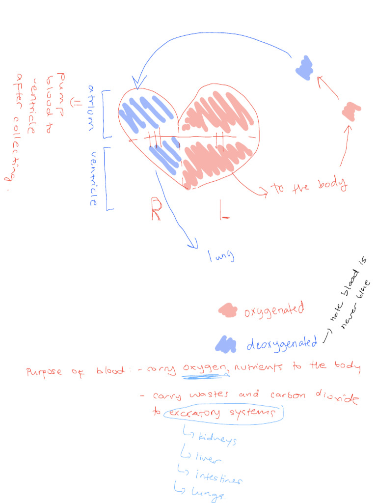 grade 10 Notes | PDF