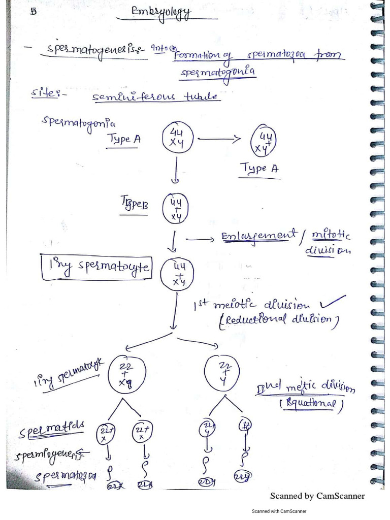Embryology ... Kapil Yadav | PDF