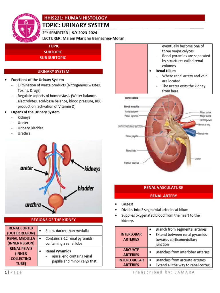 2 - URINARY SYSTEM-1 | PDF | Kidney | Anatomy