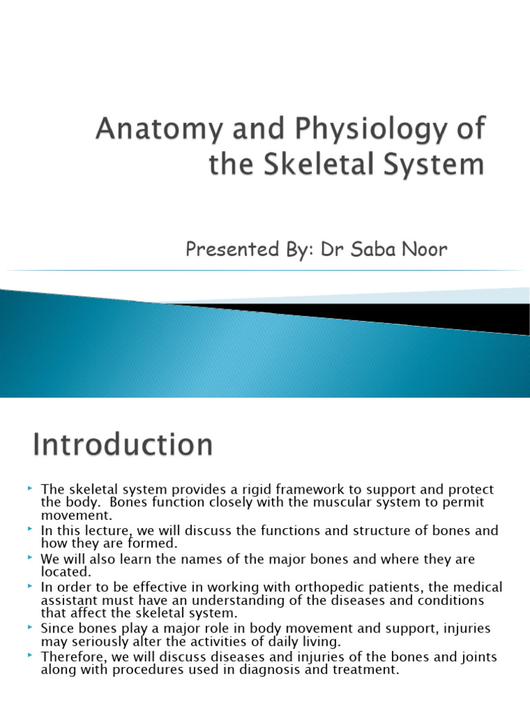 Anatomy of the Skeletal System | PDF | Bone | Vertebra