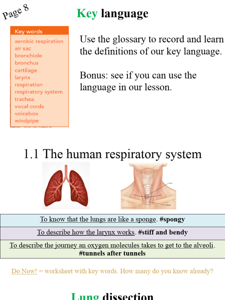 L2 The Human Respiratory System - Dissection | PDF | Respiratory System ...