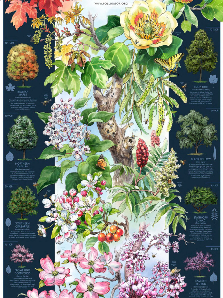 11 - 1269 - 11660 - Trees - For - Bees - Poster | PDF