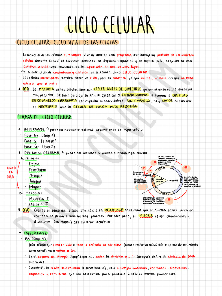 Biocel Uc 1 | PDF | Mitosis | Ciclo celular