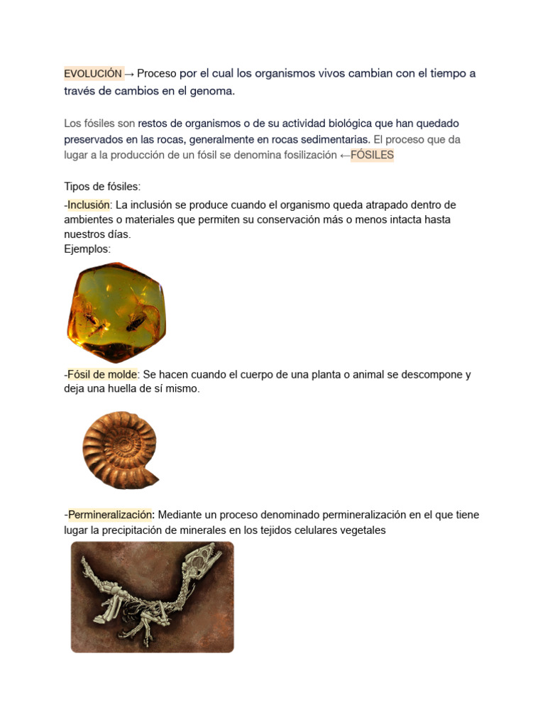 Repaso Biología::unidad 1 | PDF | Evolución | Seleccion natural