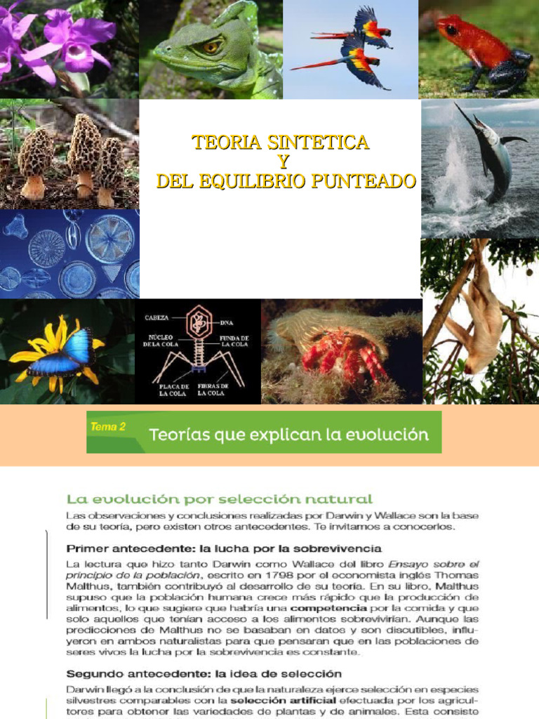 CLASE 2 TEORIA SINTETICA | PDF