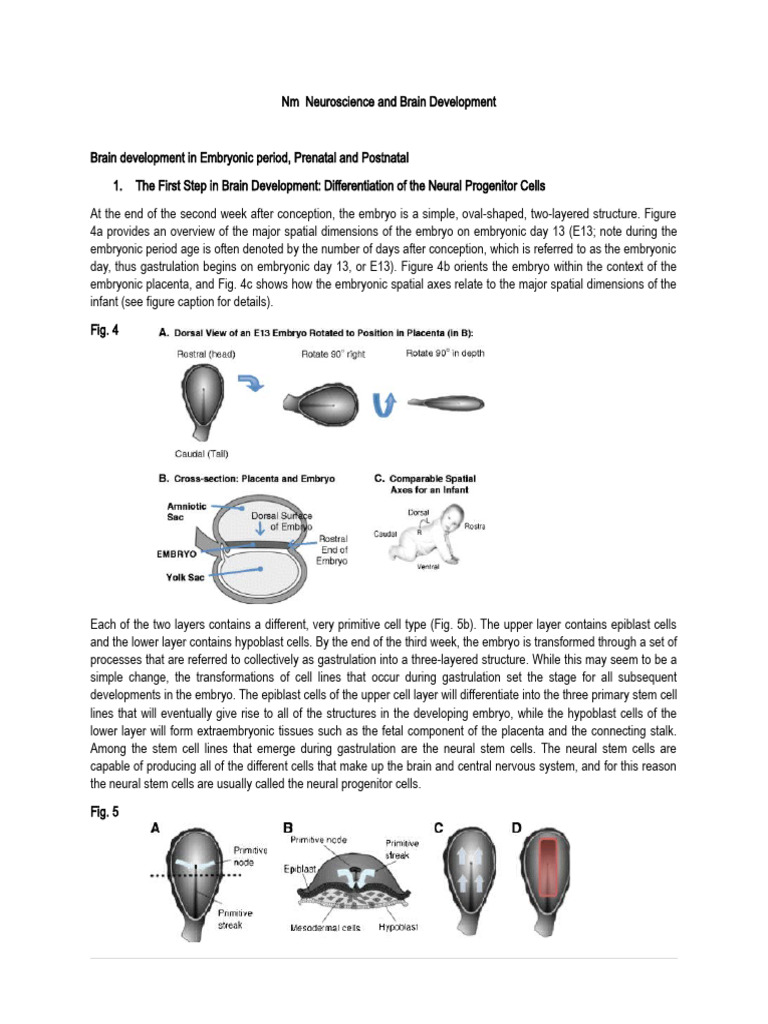 Neuroscience and Brain Developmen1 | PDF | Cerebral Cortex | Neuroscience