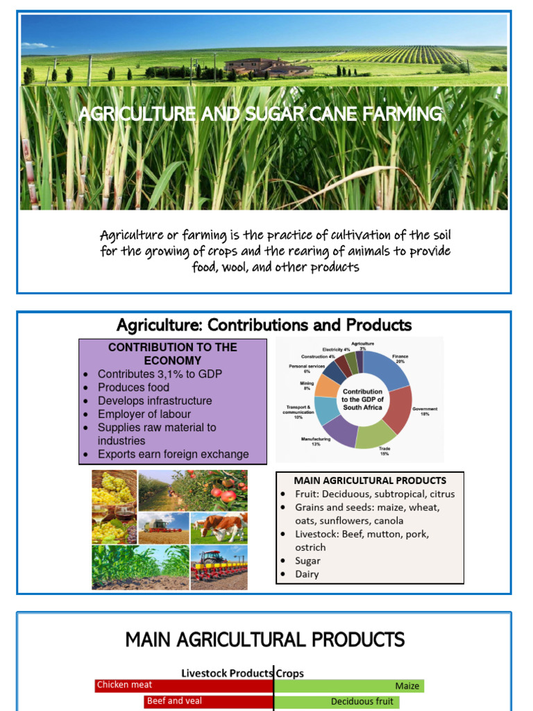 Sugar Cane Final | Download Free PDF | Agriculture | Sugarcane