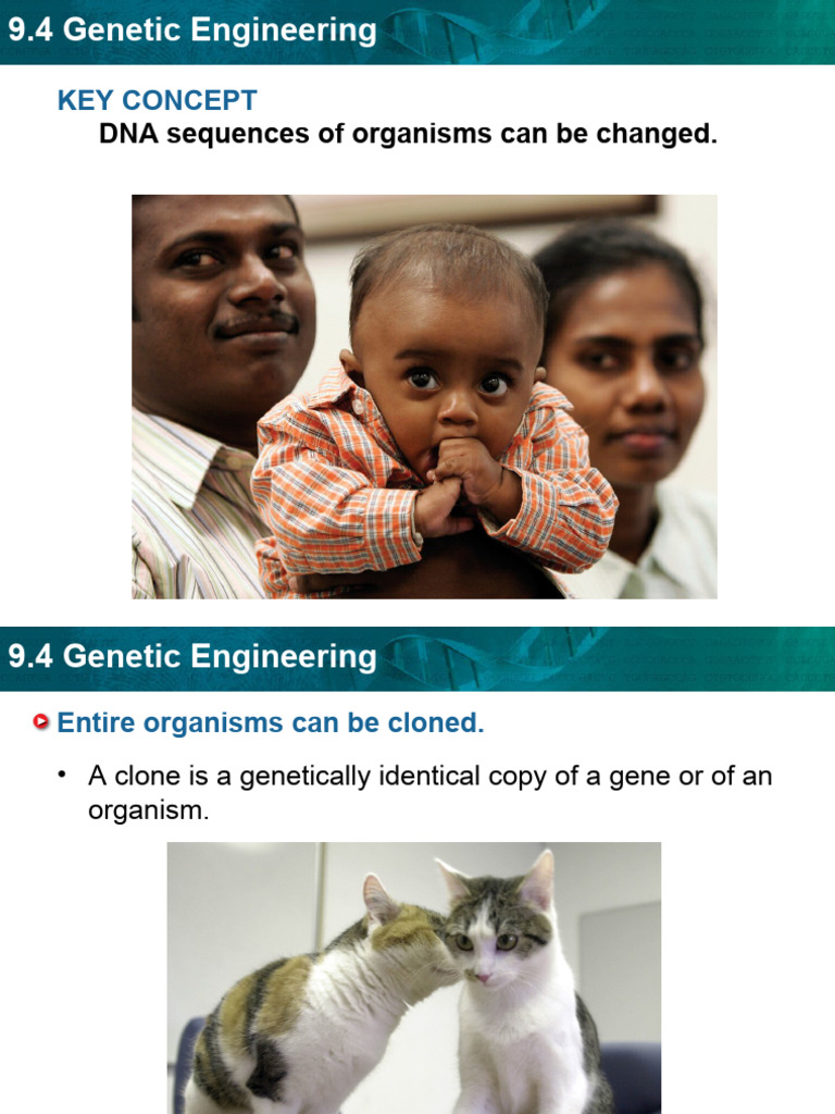 9.4 Genetic Engineering | PDF | Genetic Engineering | Transgene