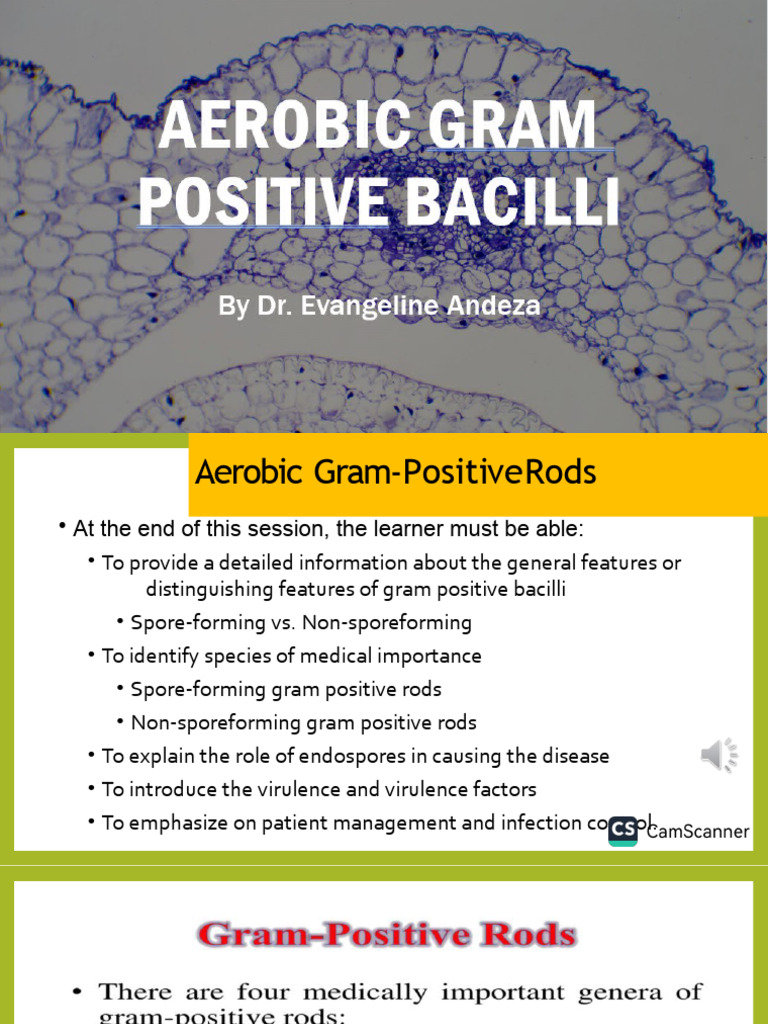 EVA Gram-positive Bacilli | PDF | Bacillus | Anthrax