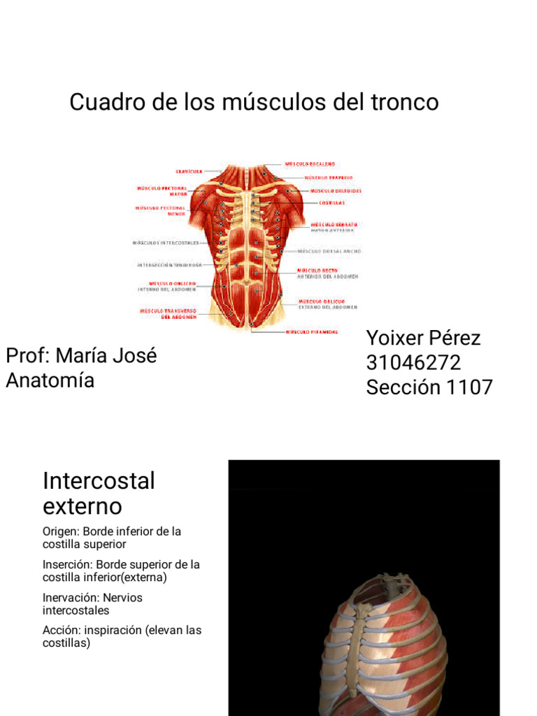 Músculos del Tronco: Anatomía y Función | PDF | Abdomen | Tórax