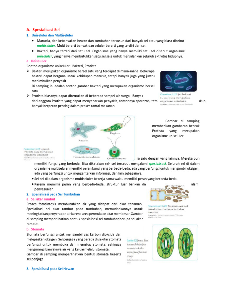 Bahan Ajar Spesialisasi Sel | PDF