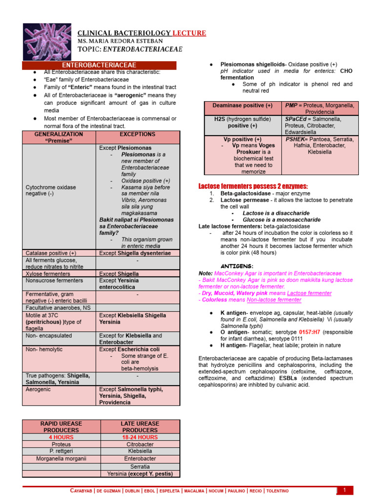 BACTE-LEC ENTEROBACTERIACEAE - Docx 1 | PDF | Salmonella | Escherichia Coli