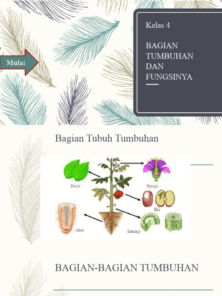 Bagian Tumbuhan | PDF | Griya & Taman | Kesehatan Holistik